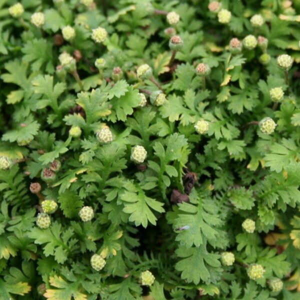 Bunddækkeplanter - Haveguf